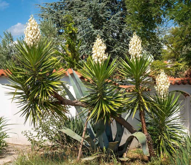 Flor De Izote: Embracing El Salvador National Flower With Culinary And ...