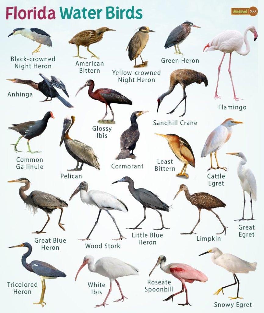 Florida Birds: Your Vibrant Guide To Identification, Hotspots, And ...