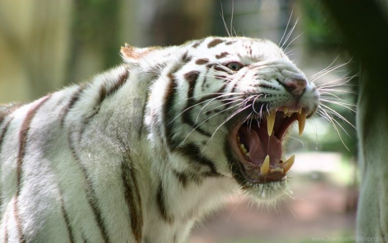 What Animal Represents Rage: Unleash The Fierce Symbolism Of Nature's ...
